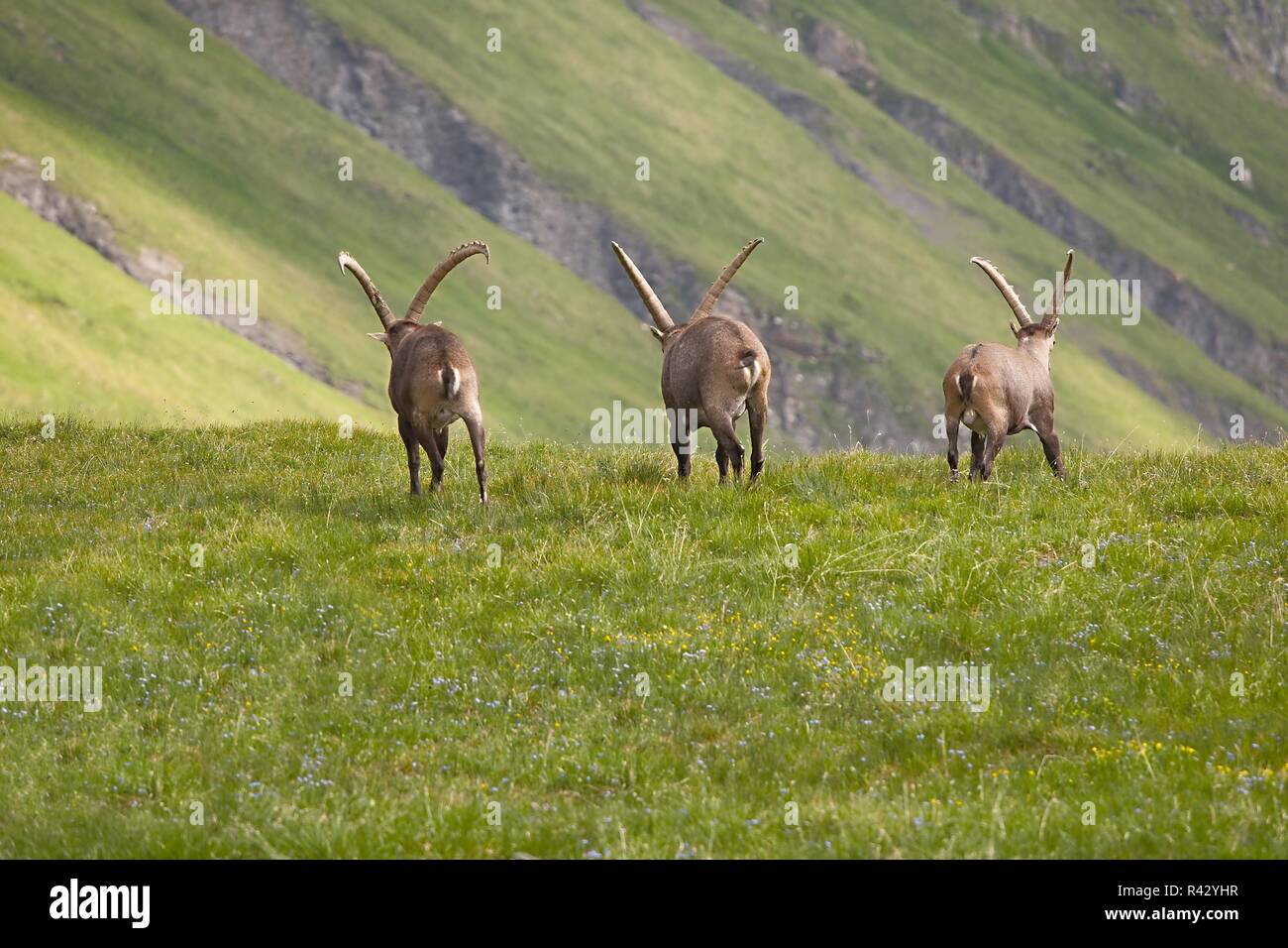 Alpine ibex walking hi-res stock photography and images - Alamy