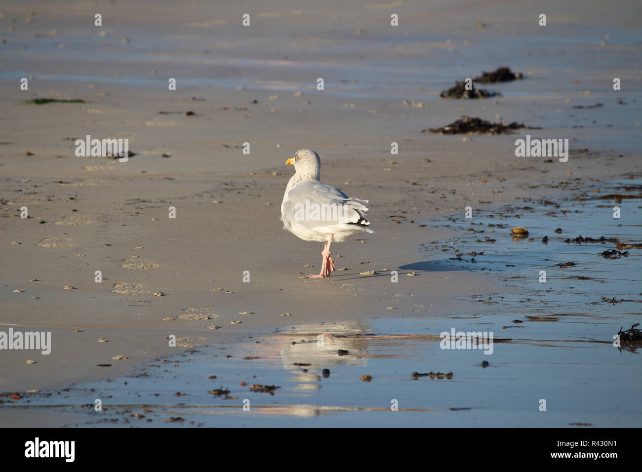 seagull on the beach Stock Photo - Alamy