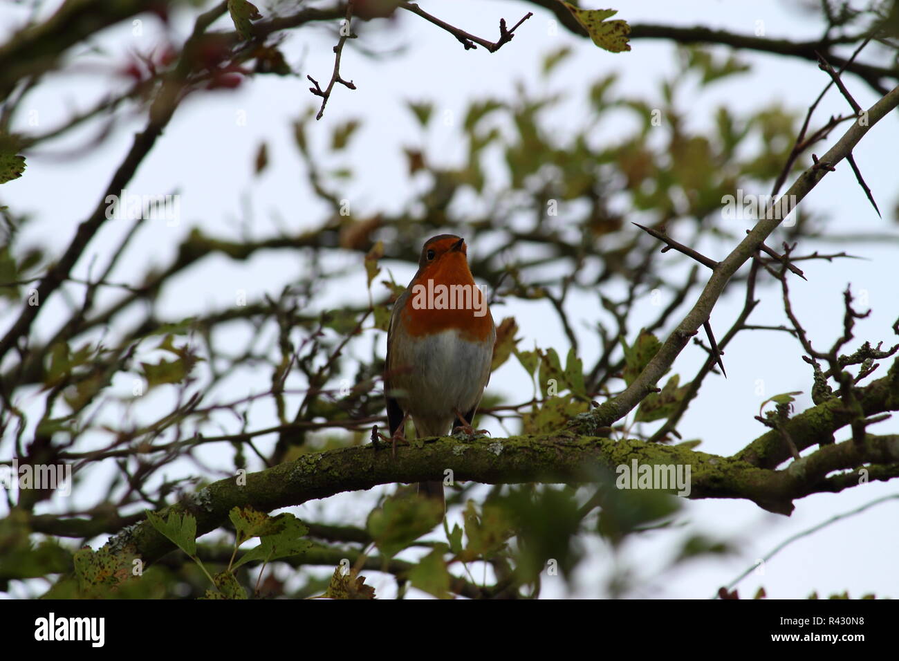 Robin gray hi-res stock photography and images - Alamy