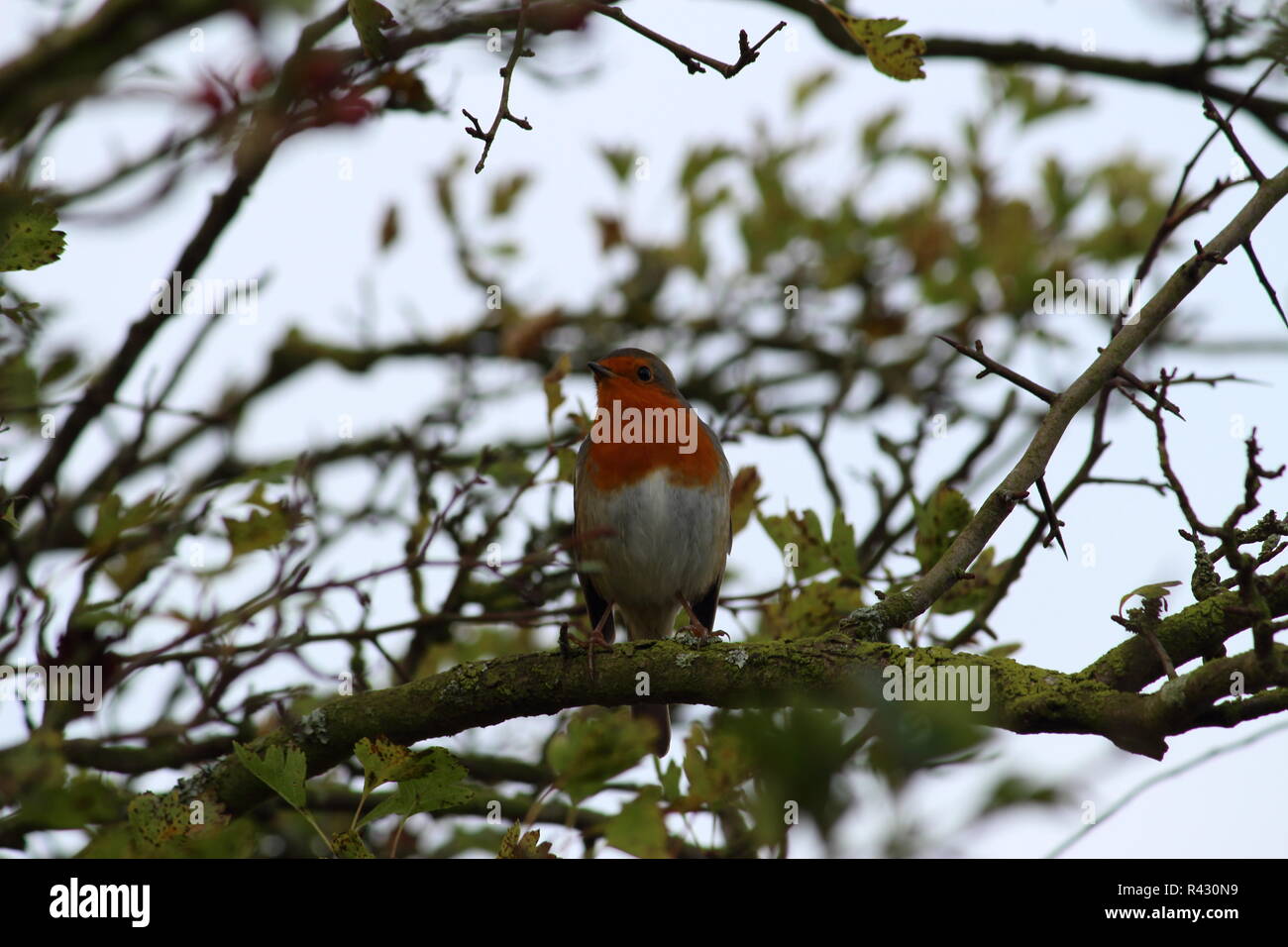 Robin gray hi-res stock photography and images - Alamy