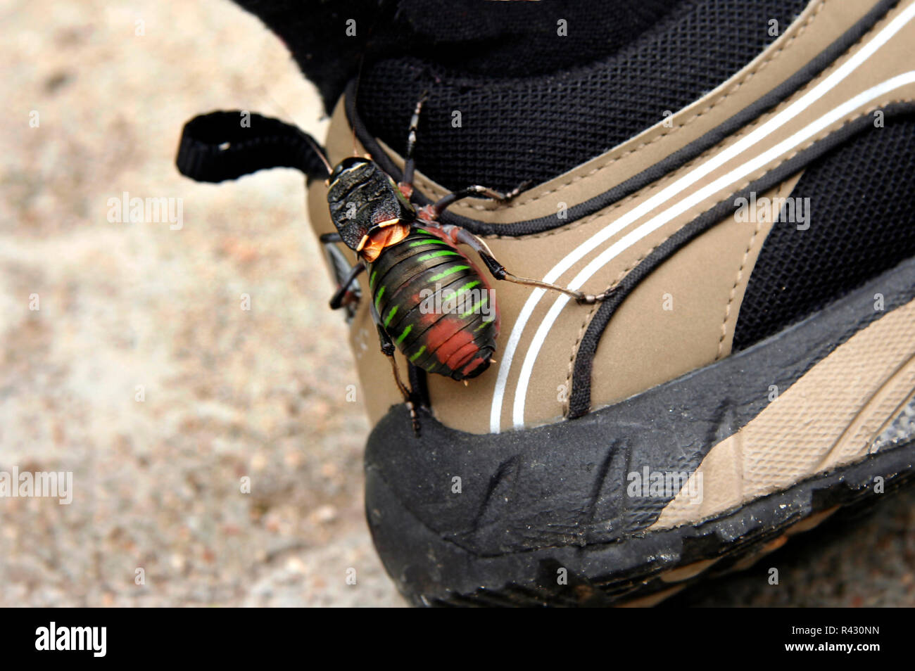 Walking boot socks hi-res stock photography and images - Alamy