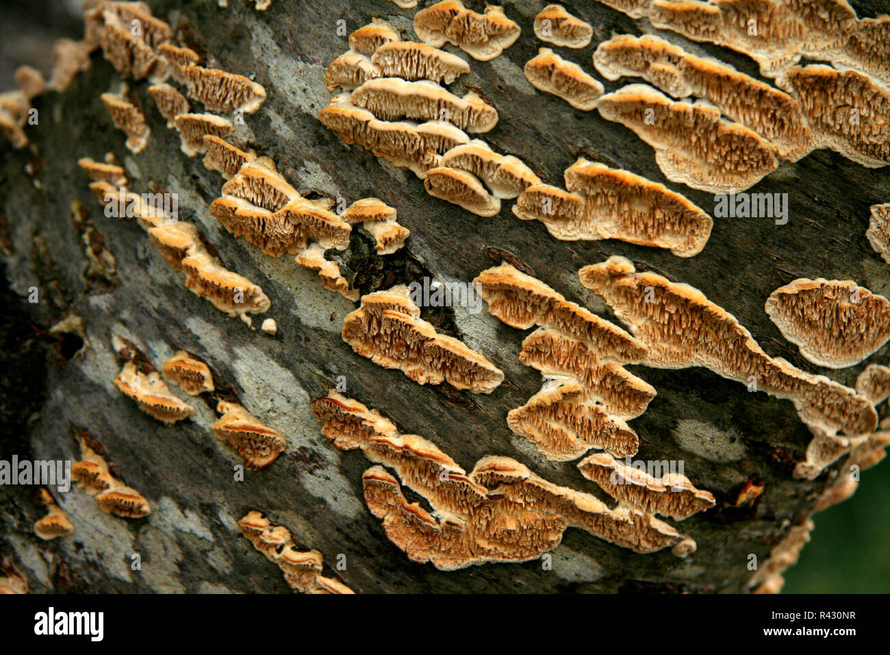 Parasitic shelf fungus hi-res stock photography and images - Alamy