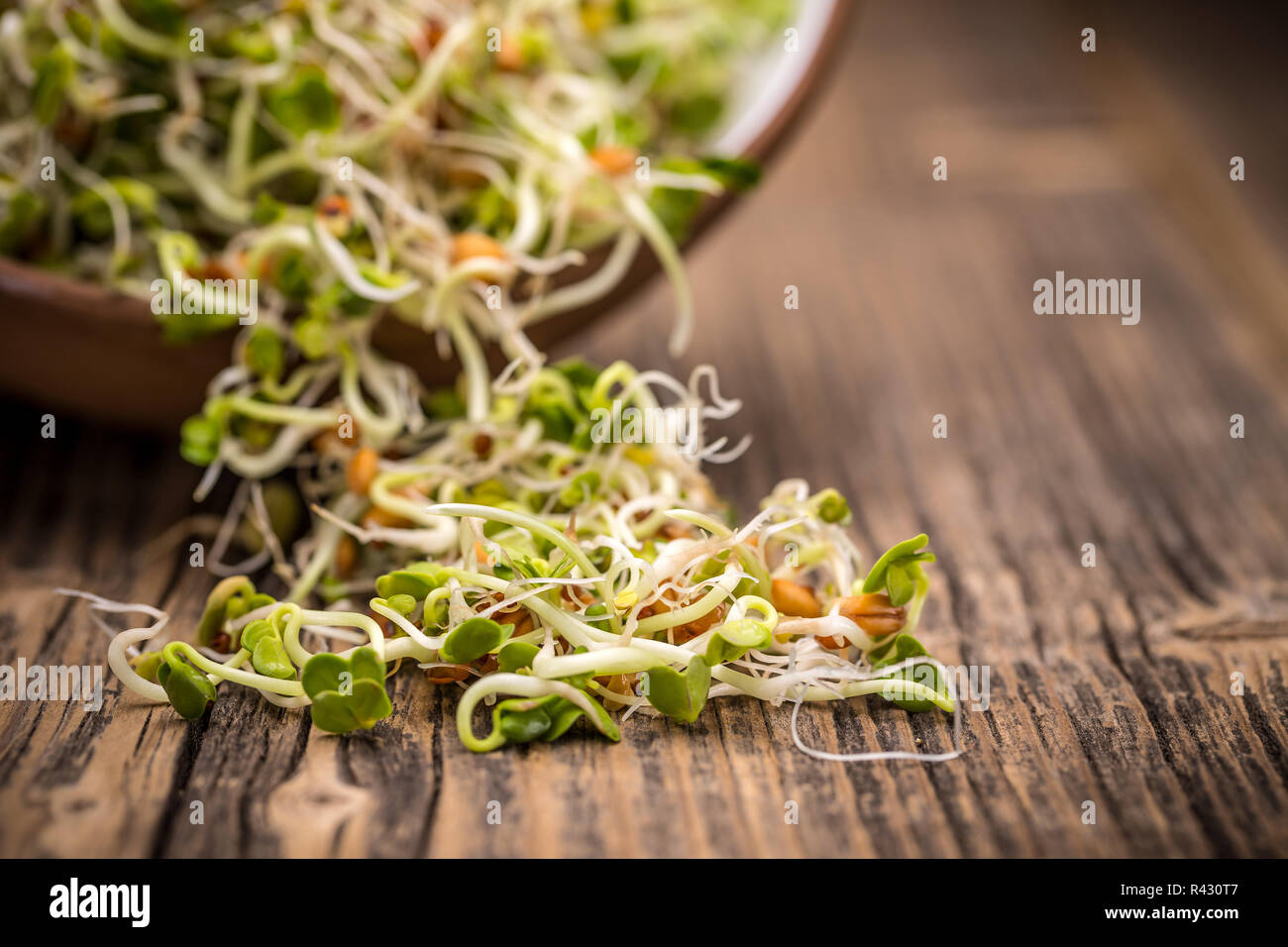 Lucerne sprout hi-res stock photography and images - Alamy