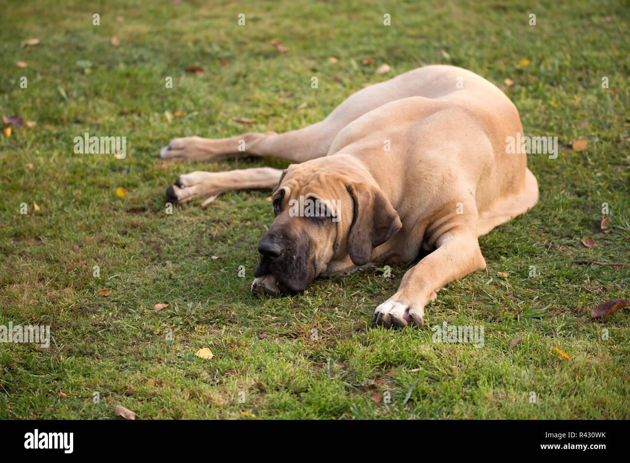 female of Fila Brasileiro (Brazilian Mastiff Stock Photo - Alamy