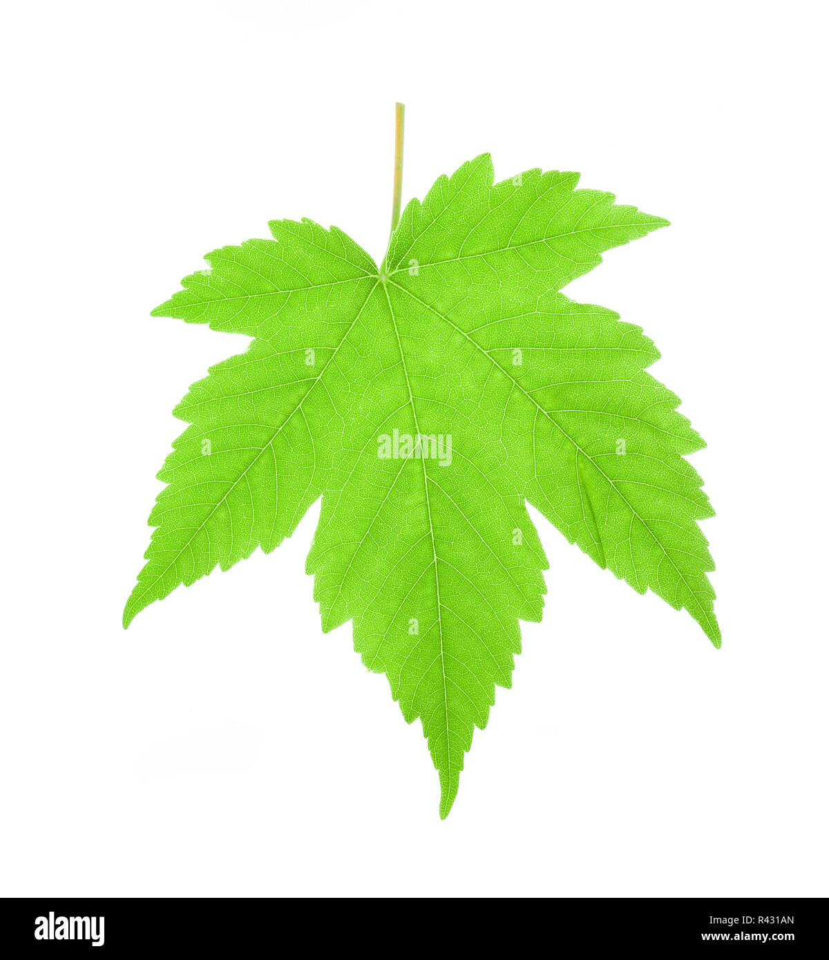 Ahornblatt symbol hi-res stock photography and images - Alamy