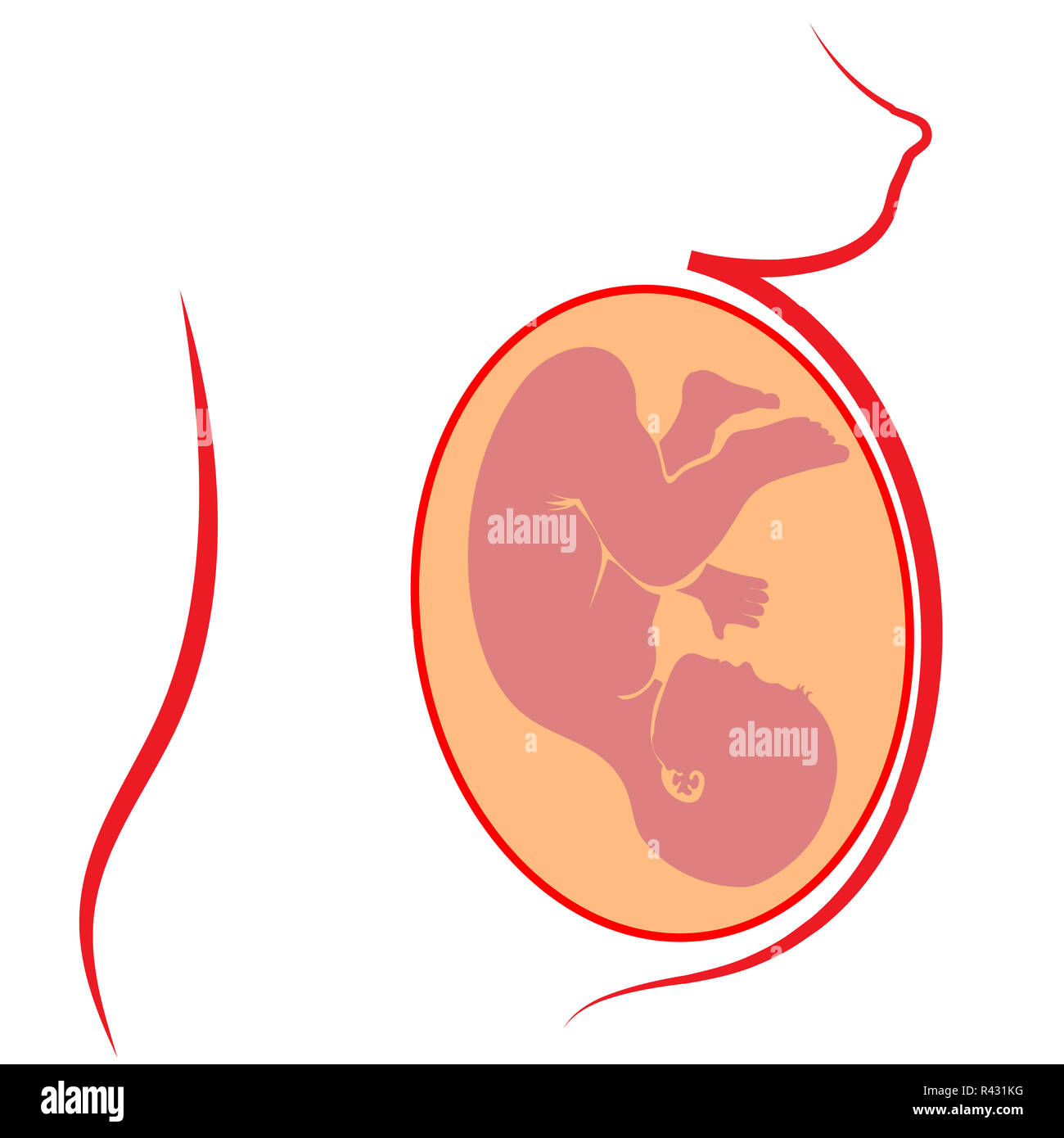 Human Fetus Silhouette Stock Photo - Alamy