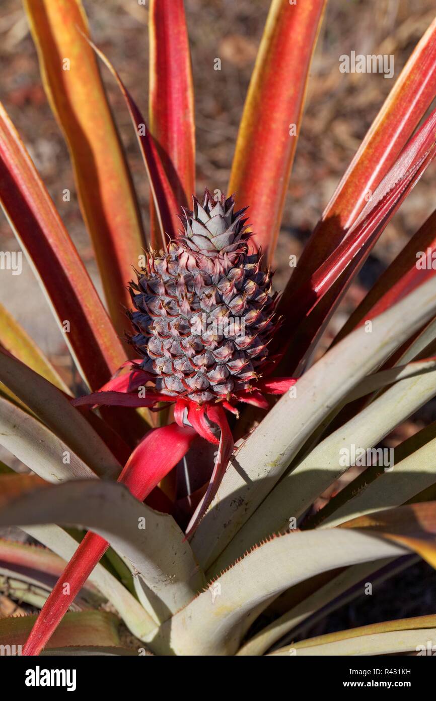 Pineapple Ananas Sativus High Resolution Stock Photography and Images ...