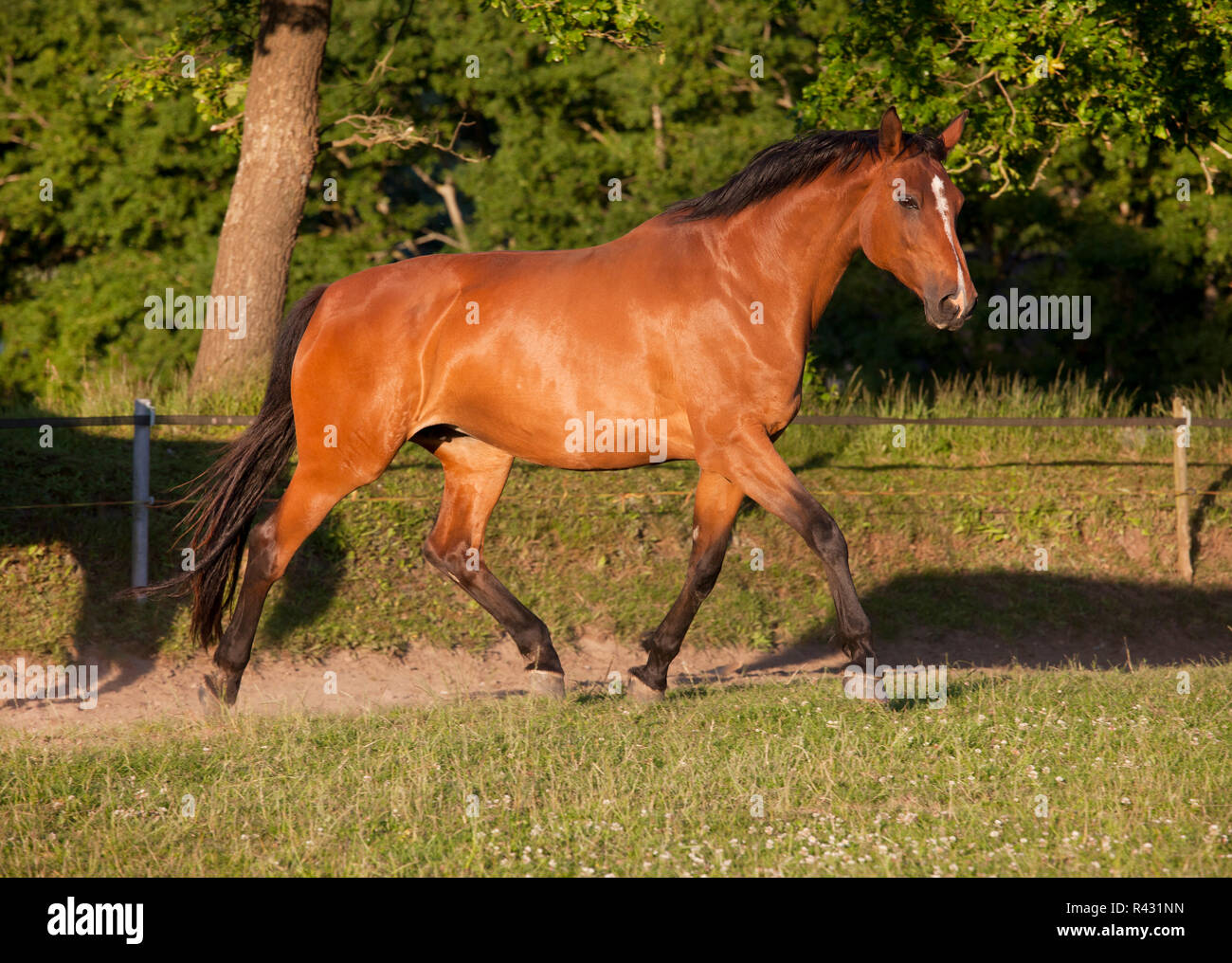 Broodmare hi-res stock photography and images - Alamy