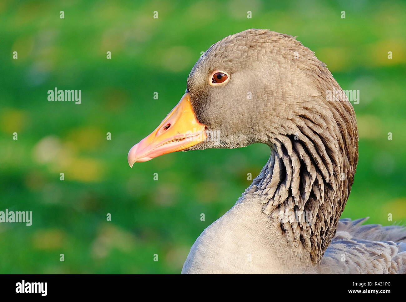 Goose look beak eye hi-res stock photography and images - Alamy