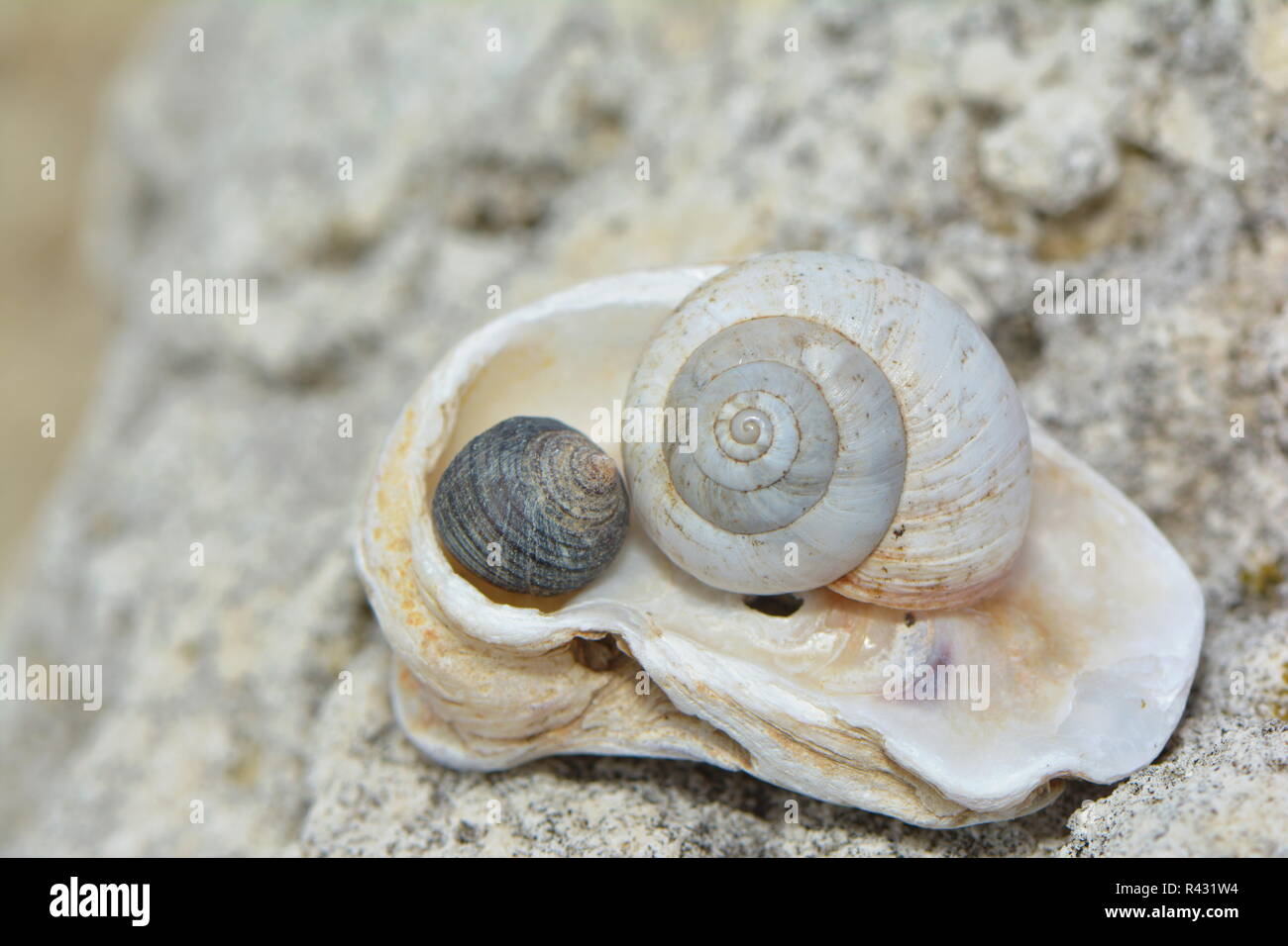 Helical shells hi-res stock photography and images - Alamy