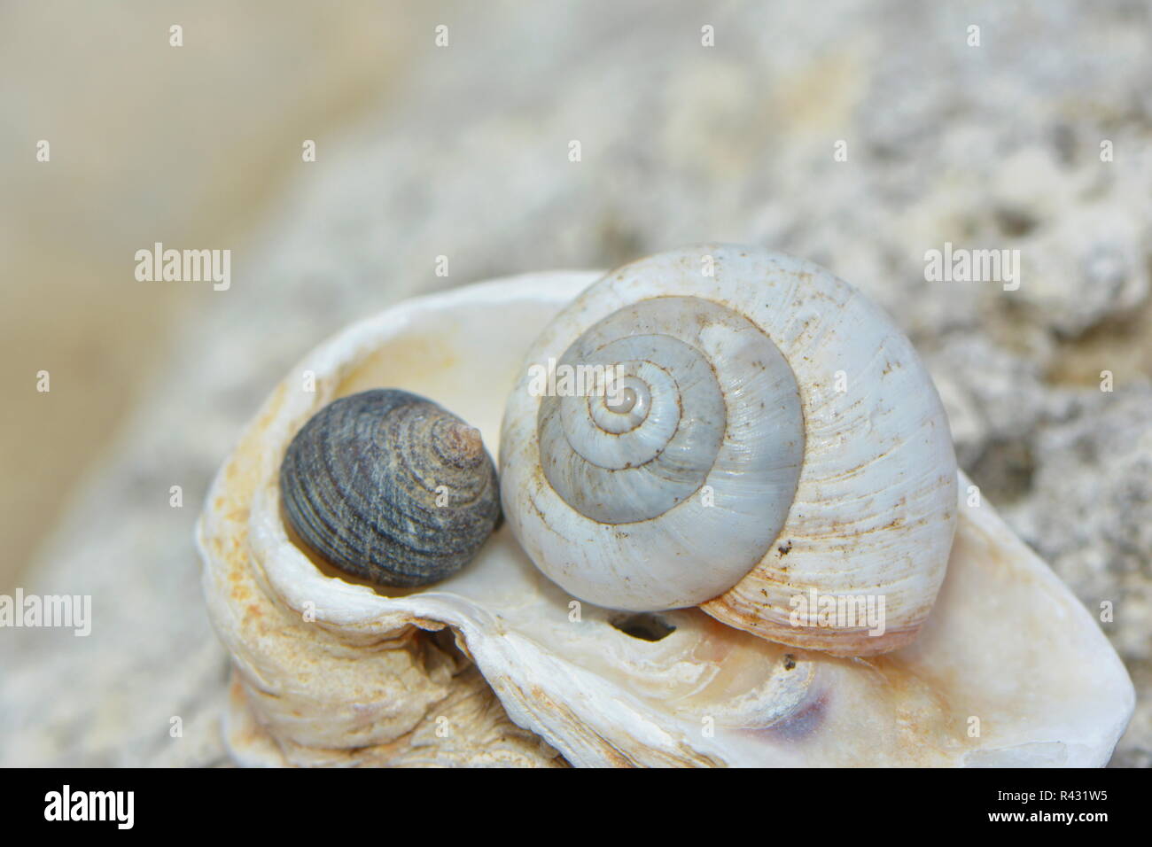 Helical shells hi-res stock photography and images - Alamy