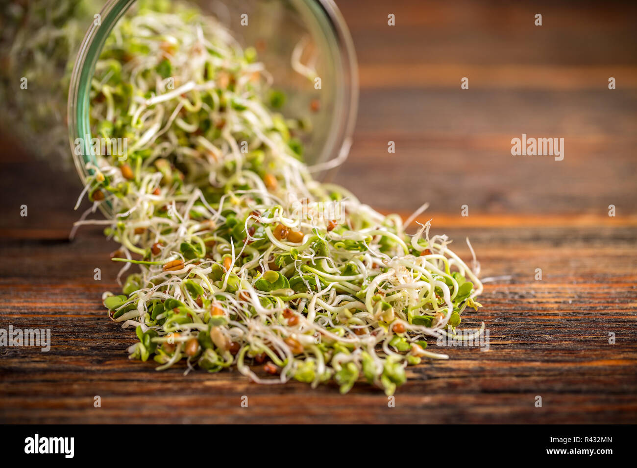 Mix of fresh sprouts Stock Photo - Alamy