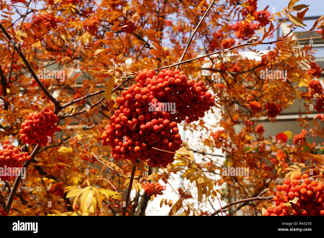 rowan with autumn leaves and red berries Stock Photo - Alamy