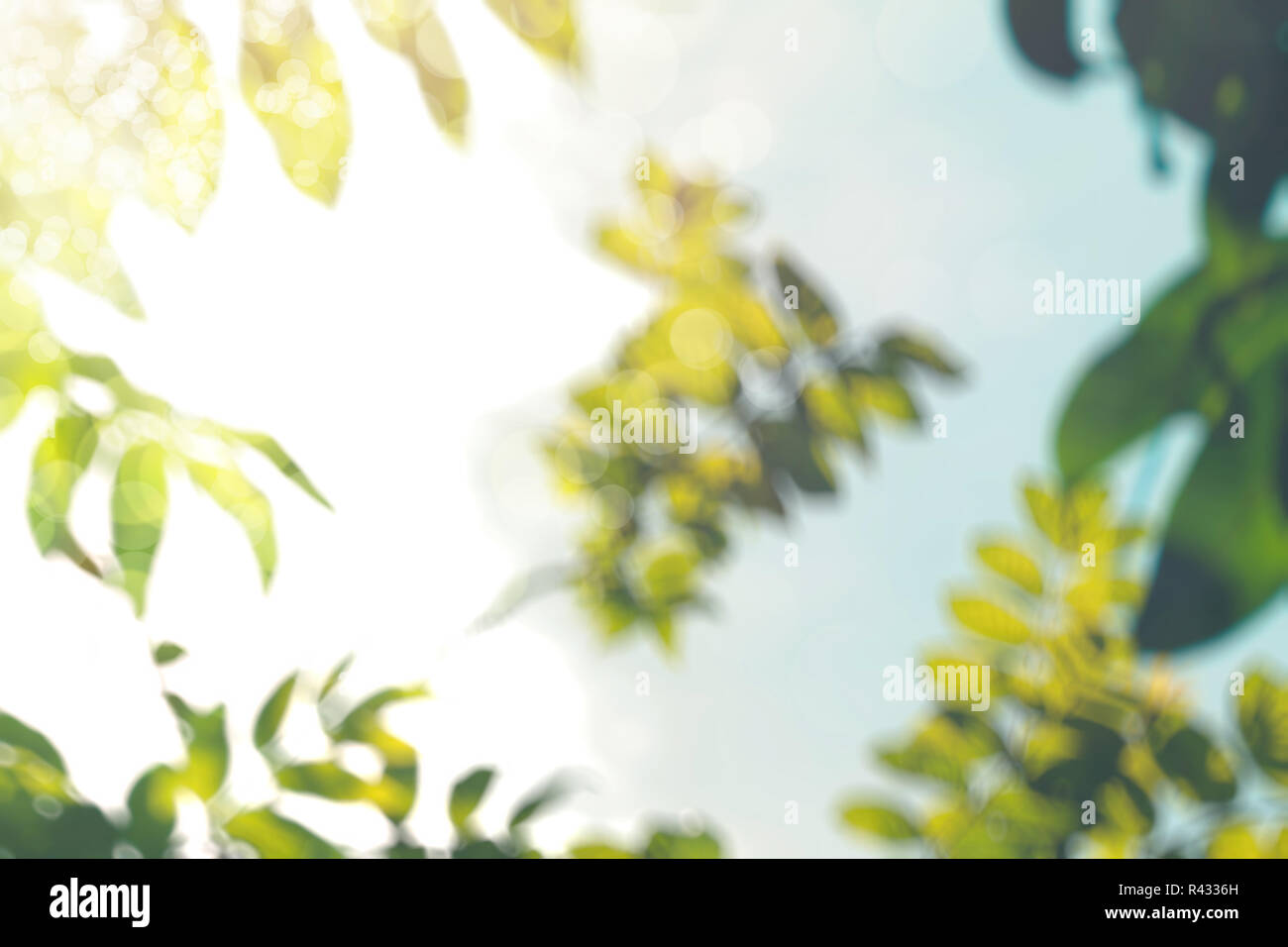 abstract natural blur background, defocused leaves, bokeh Stock Photo ...