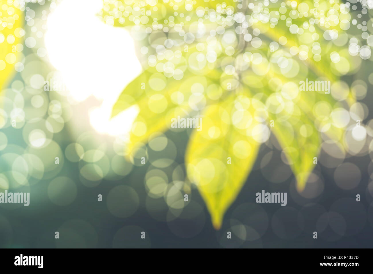 abstract natural blur background, defocused leaves, bokeh Stock Photo ...