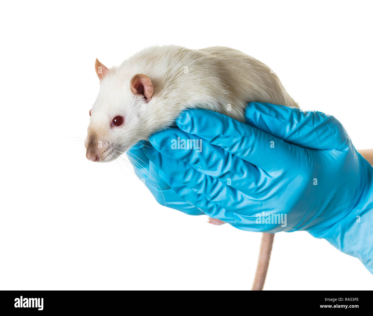 Lab rat glove Cut Out Stock Images & Pictures - Alamy
