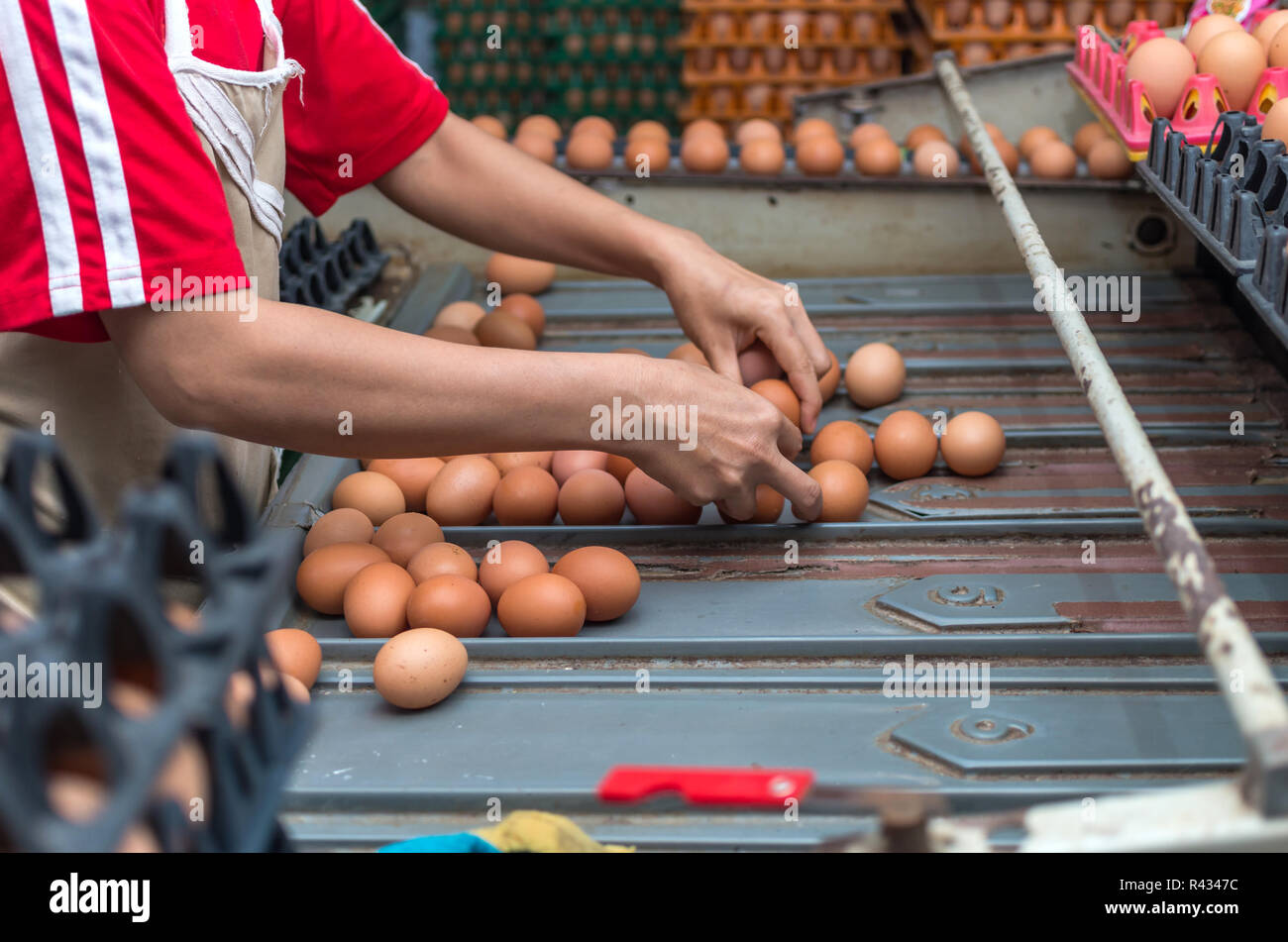 Chicken Farm Machine, production line process Stock Photo - Alamy