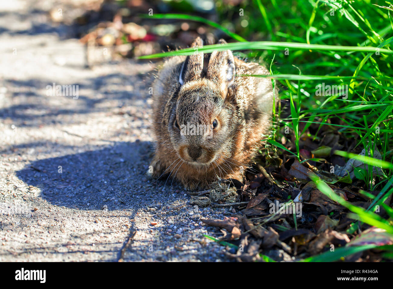 rabbit - young animal on the roadside Stock Photo - Alamy