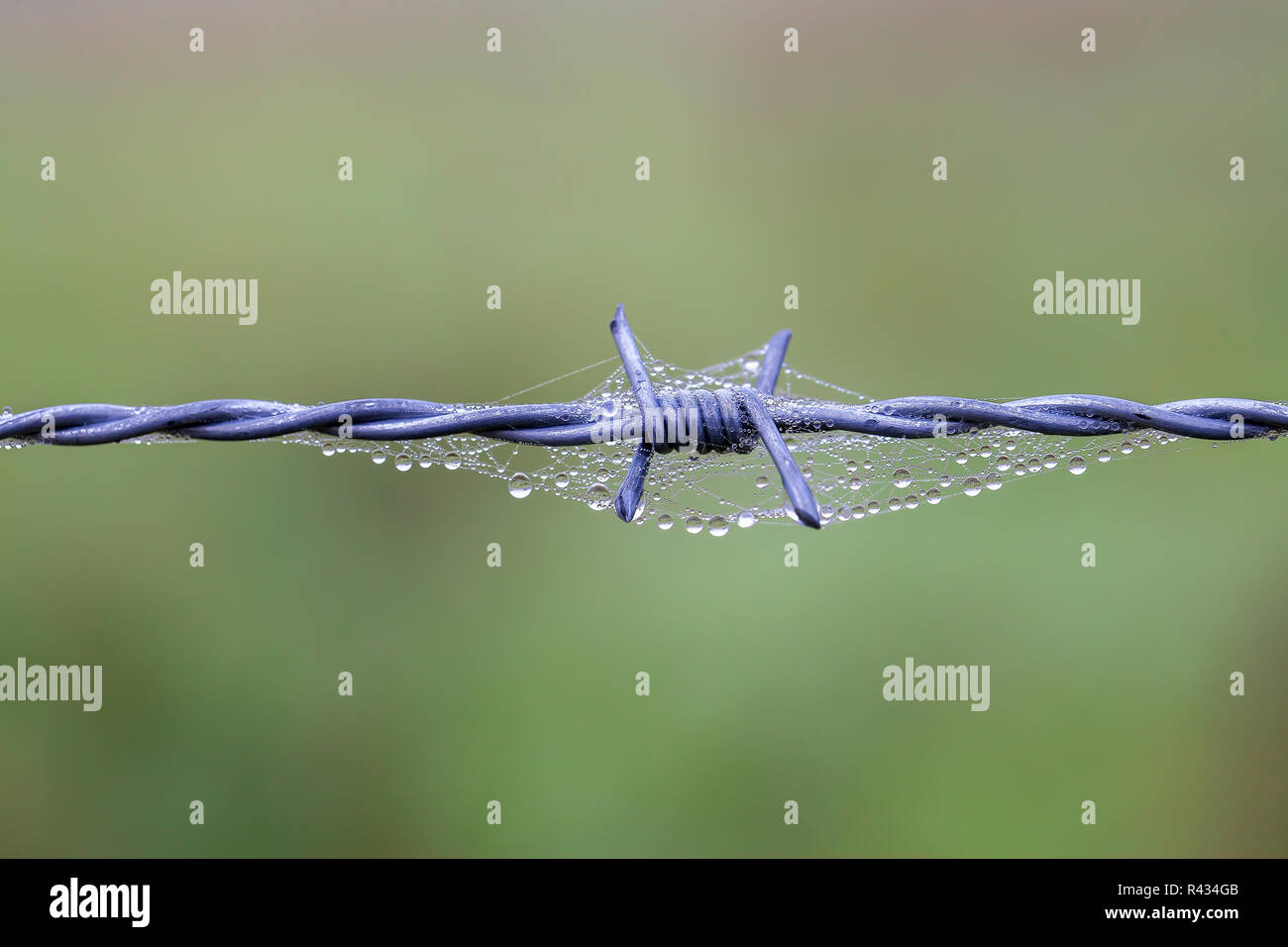 barbed wire - water drops Stock Photo - Alamy