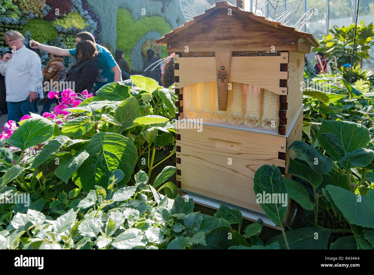 An Australian invented Flow Hive (bee hive) placed inside the Sydney ...