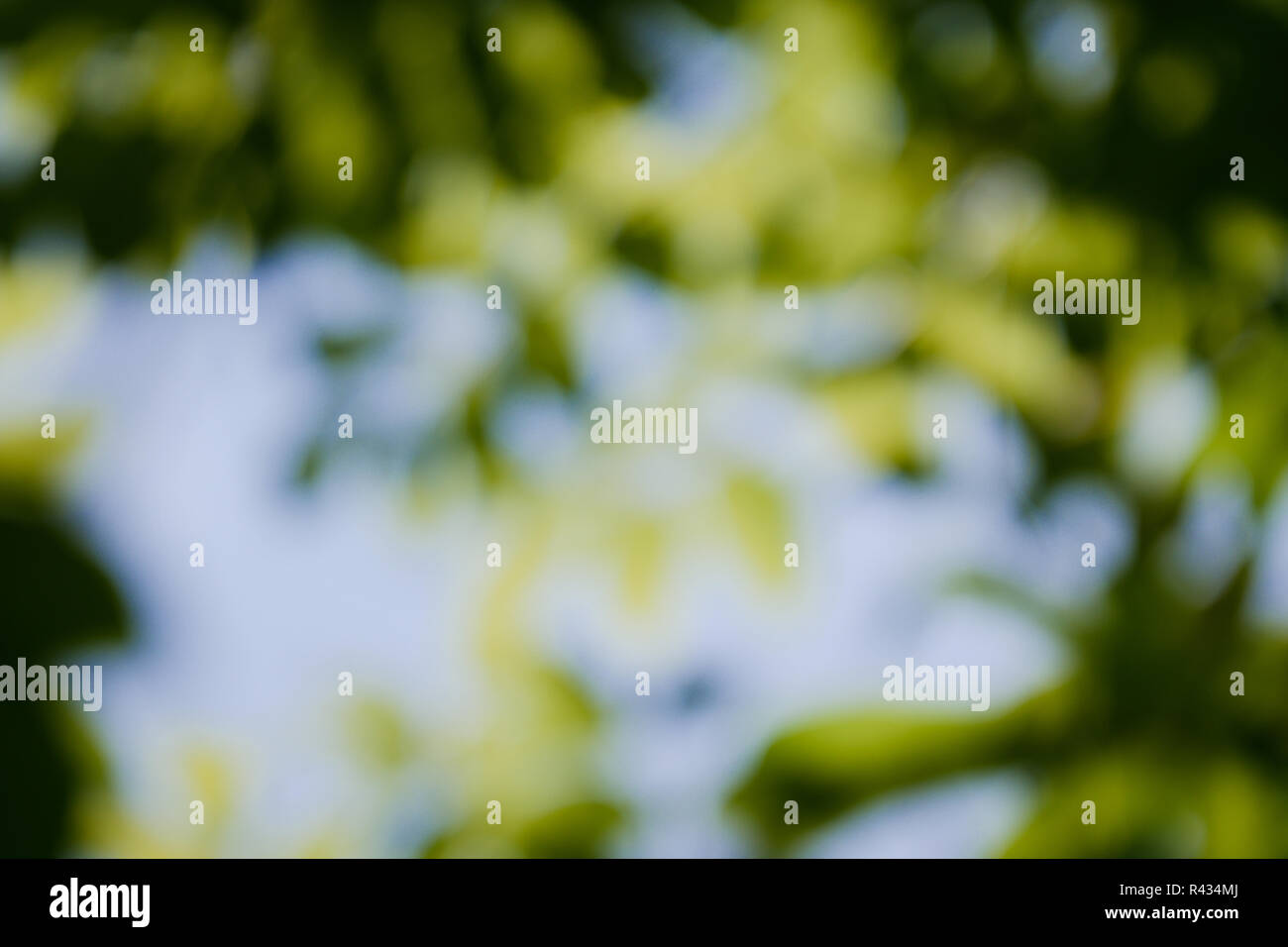 abstract natural blur background, defocused leaves, bokeh Stock Photo ...