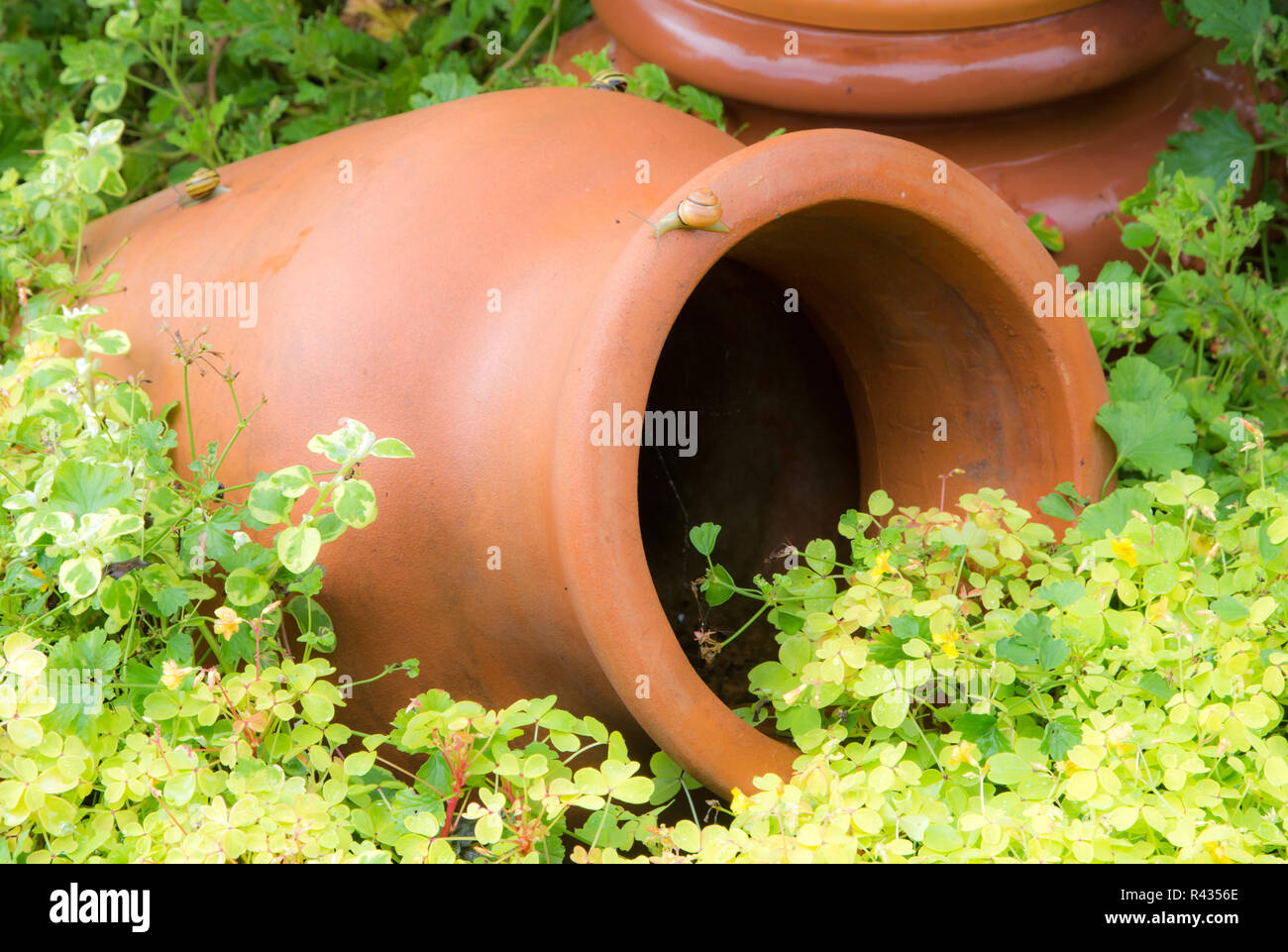 Antique Amphora in the garden Stock Photo - Alamy
