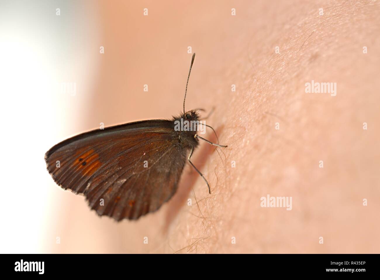 Butterfly on skin Stock Photo - Alamy