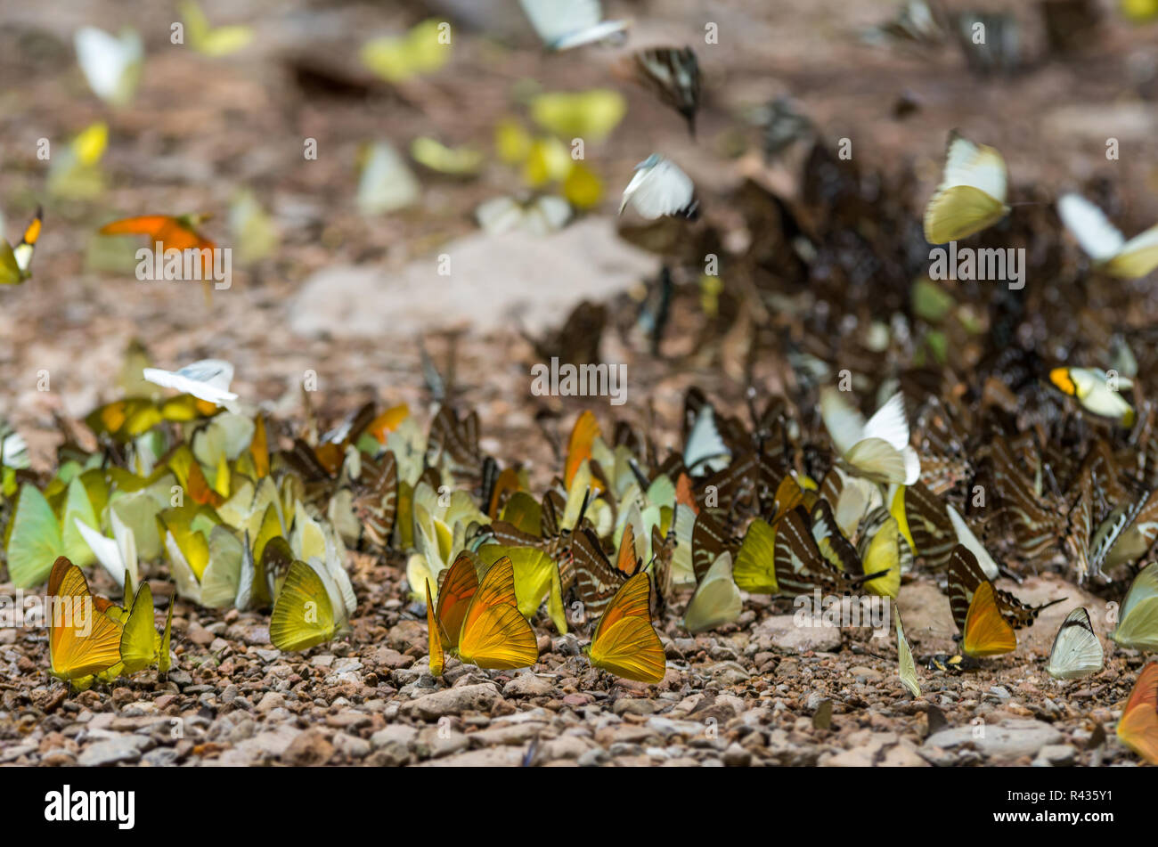 Many species of Multi-colored butterfly Stock Photo - Alamy