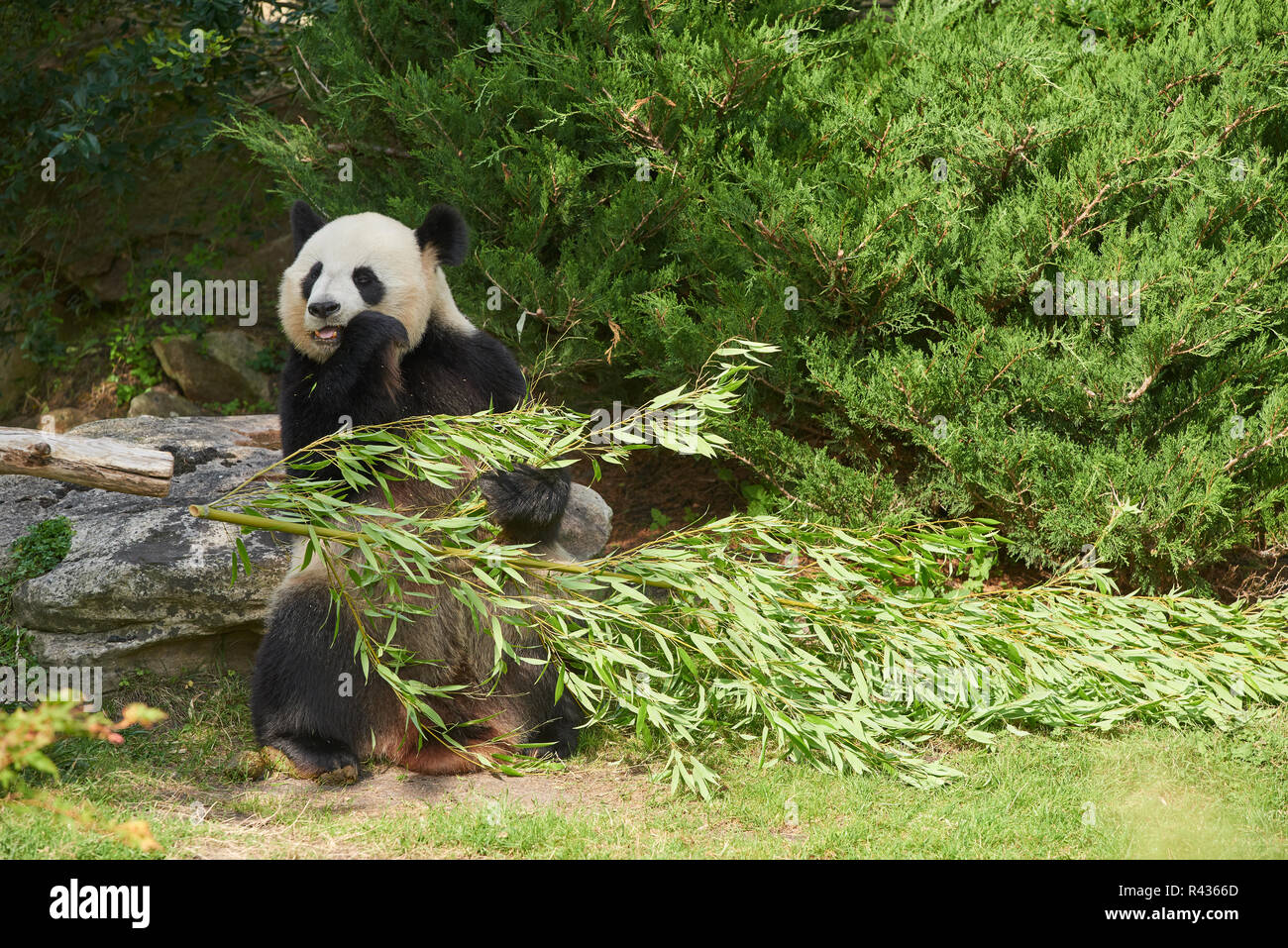 Giant Panda at Beauval Stock Photo - Alamy