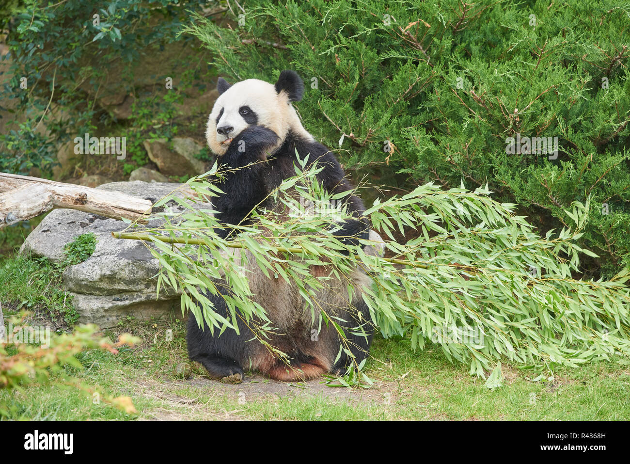 Giant Panda at Beauval Stock Photo - Alamy