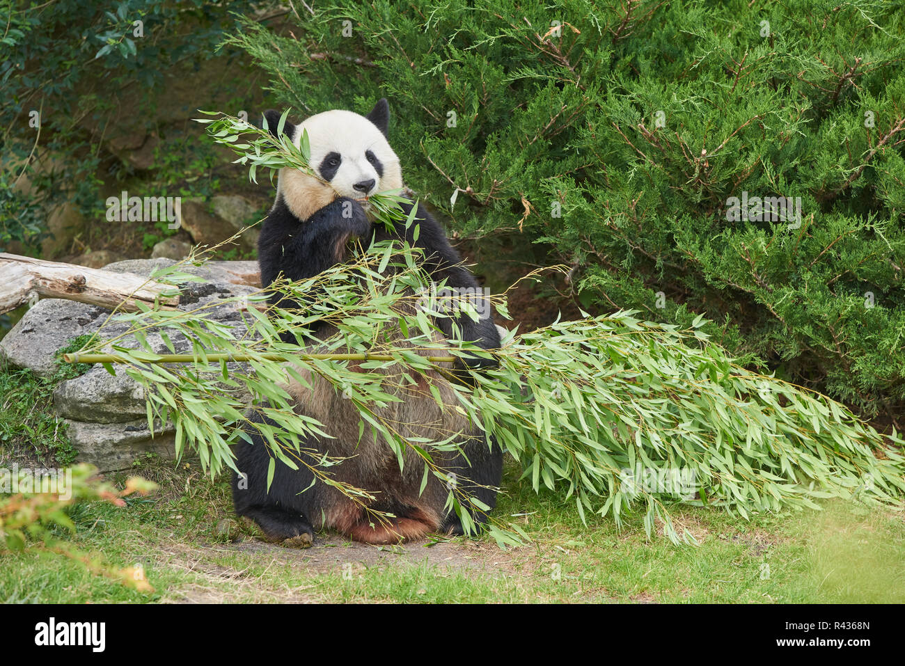 Giant Panda at Beauval Stock Photo - Alamy