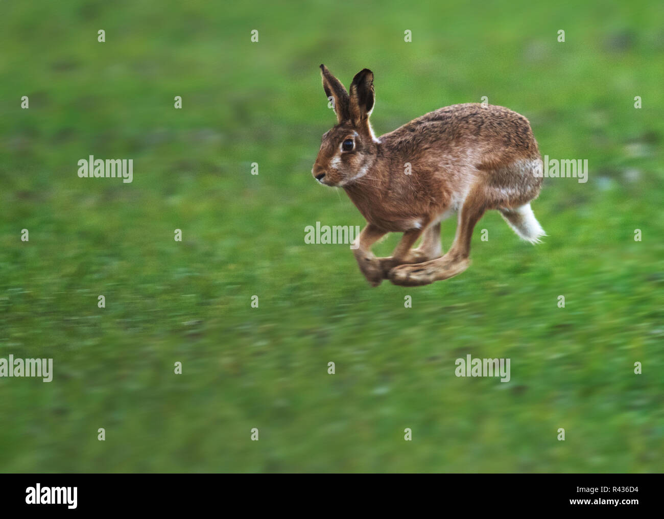 Hare running fast hi-res stock photography and images - Alamy
