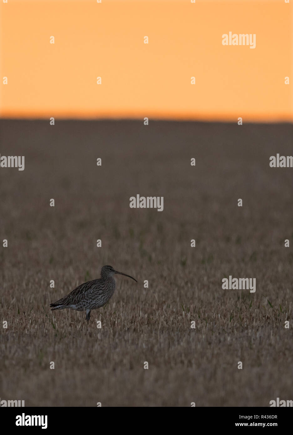 A Curlew in a recently harvested field at sunrise, Norfolk Stock Photo ...