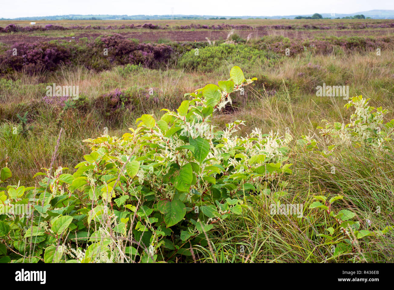 japanese knotweed in an irish bog Stock Photo - Alamy