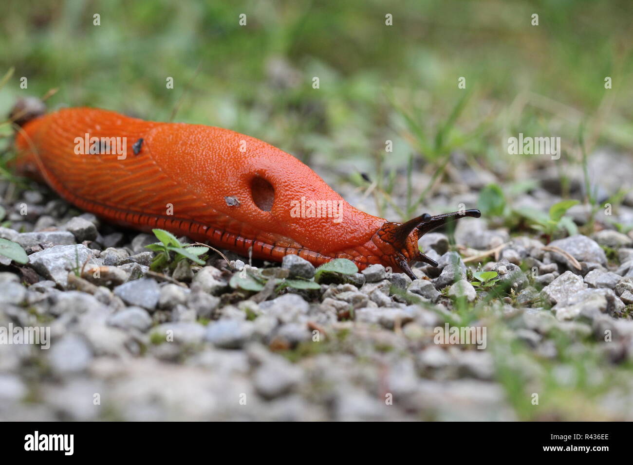 Slug, or land slug - shell-less terrestrial gastropod mollusc Stock ...