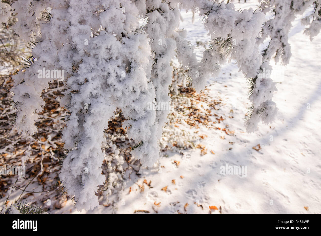 Trees in the forest under the snow, note shallow depth of field Stock ...