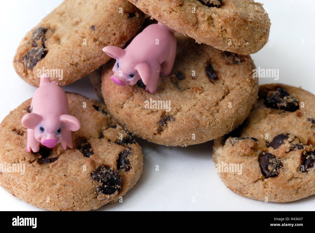 Two pigs perch on a pile of fat-filled chocolate chip cookies Stock ...
