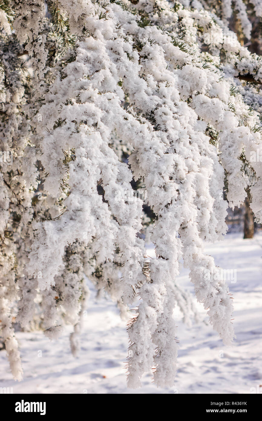 Trees in the forest under the snow, note shallow depth of field Stock ...