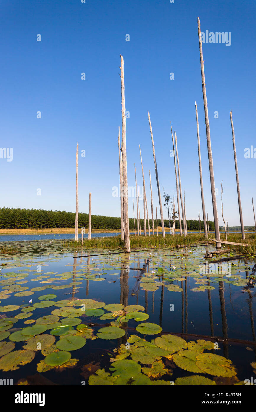 Lake Trees Lilies Stock Photo - Alamy