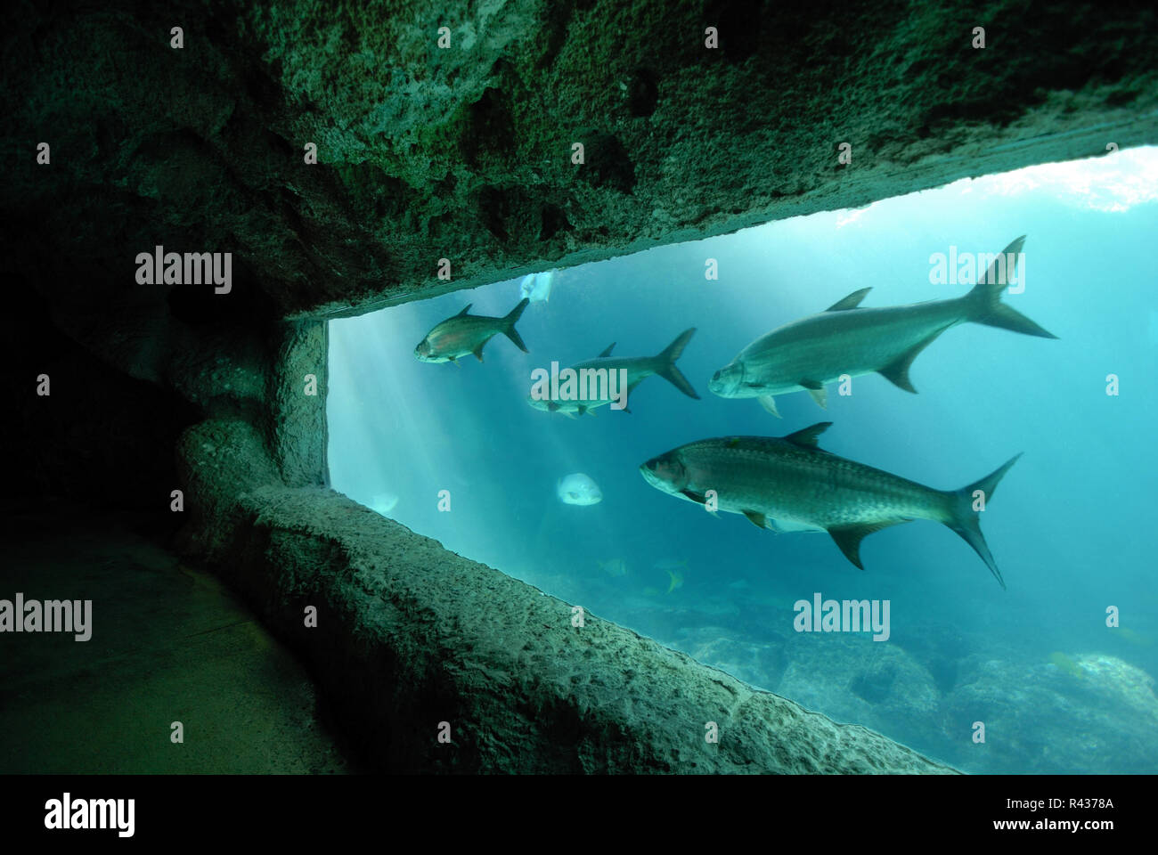 Underwater fish atlantis hi-res stock photography and images - Alamy