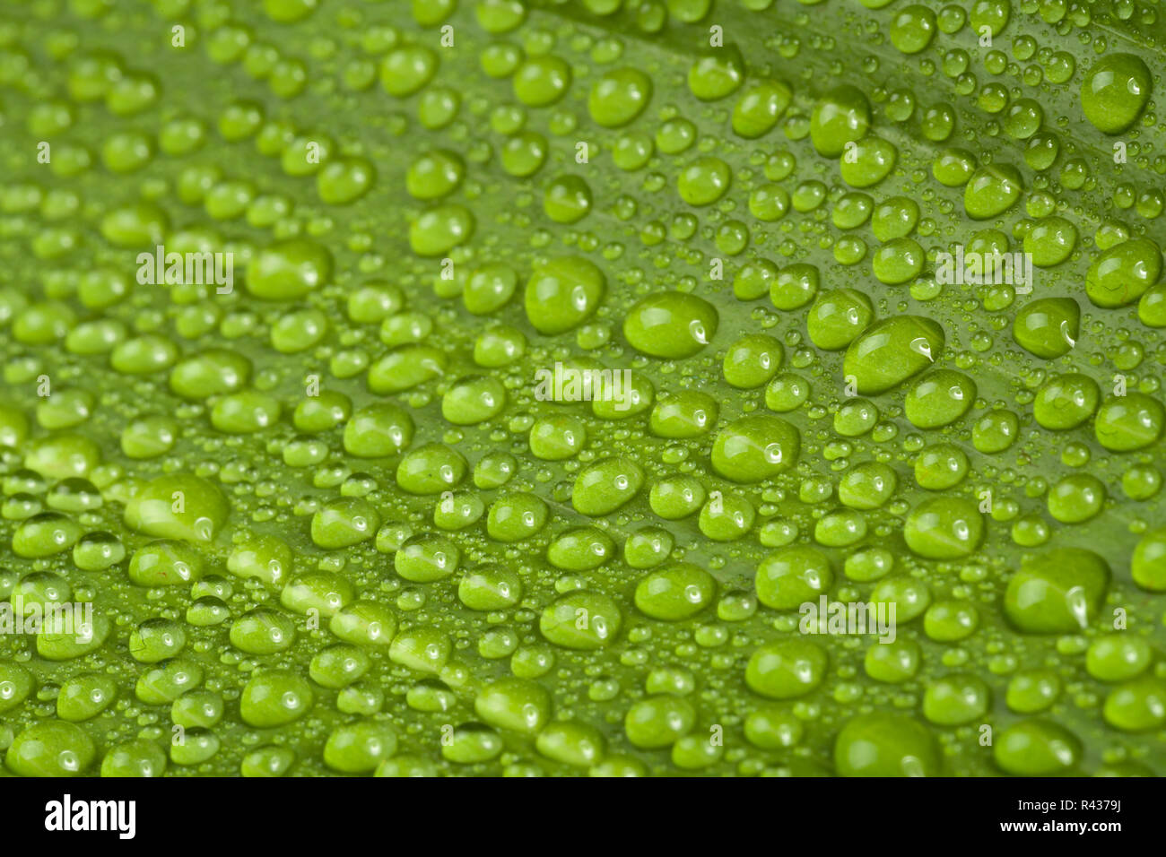 water drops on green plant leaf Stock Photo - Alamy