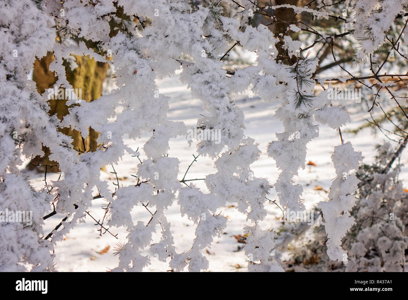 Trees in the forest under the snow, note shallow depth of field Stock ...