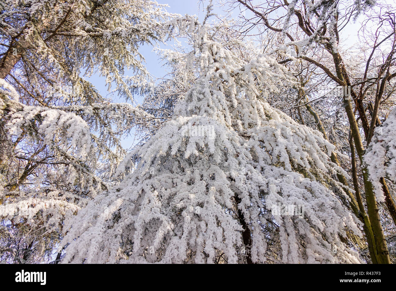 Trees in the forest under the snow, note shallow depth of field Stock ...