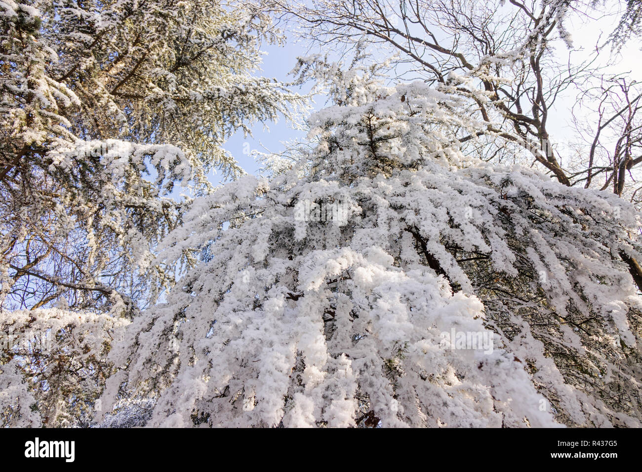 Trees in the forest under the snow, note shallow depth of field Stock ...