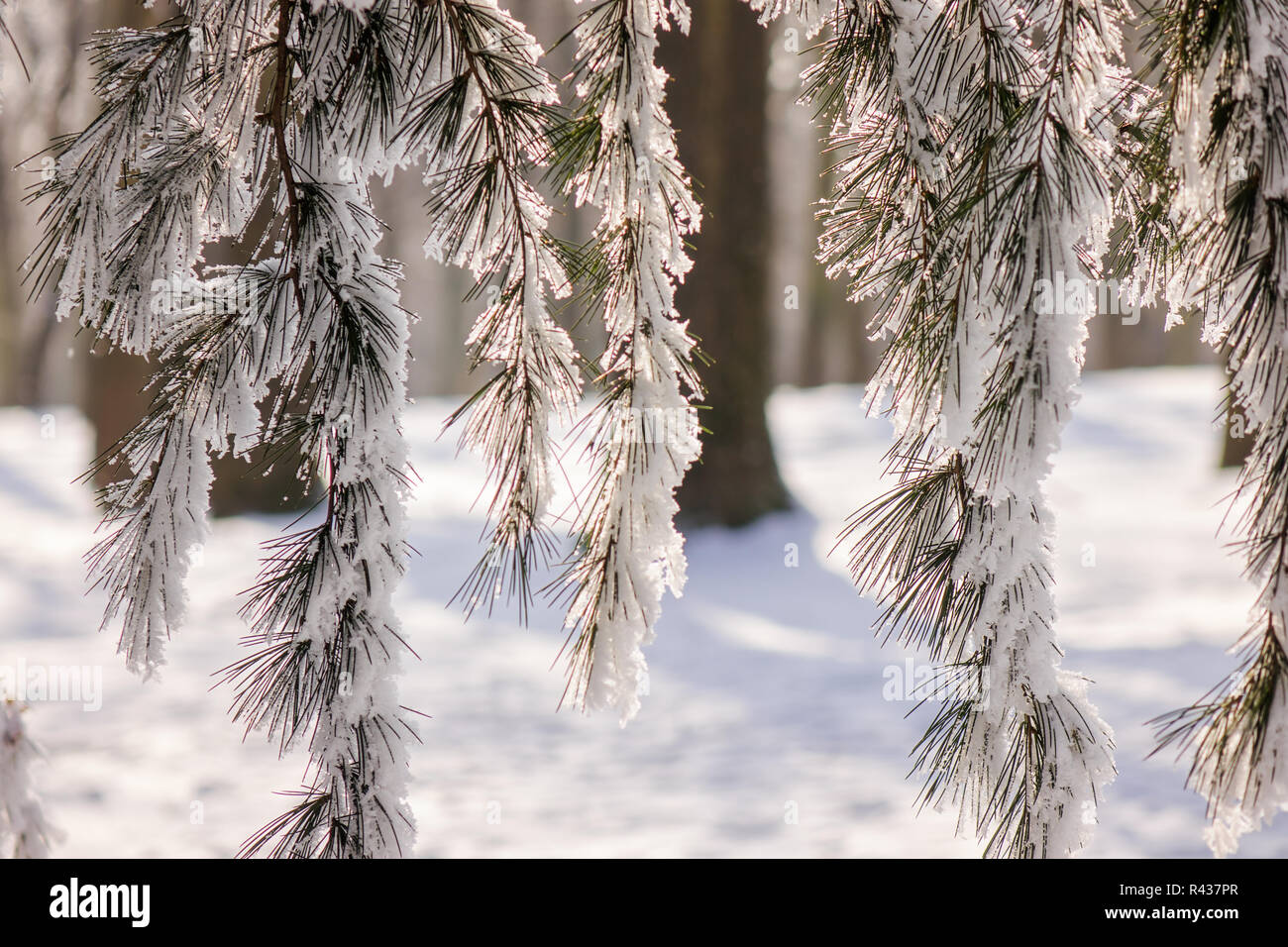 Trees in the forest under the snow, note shallow depth of field Stock ...