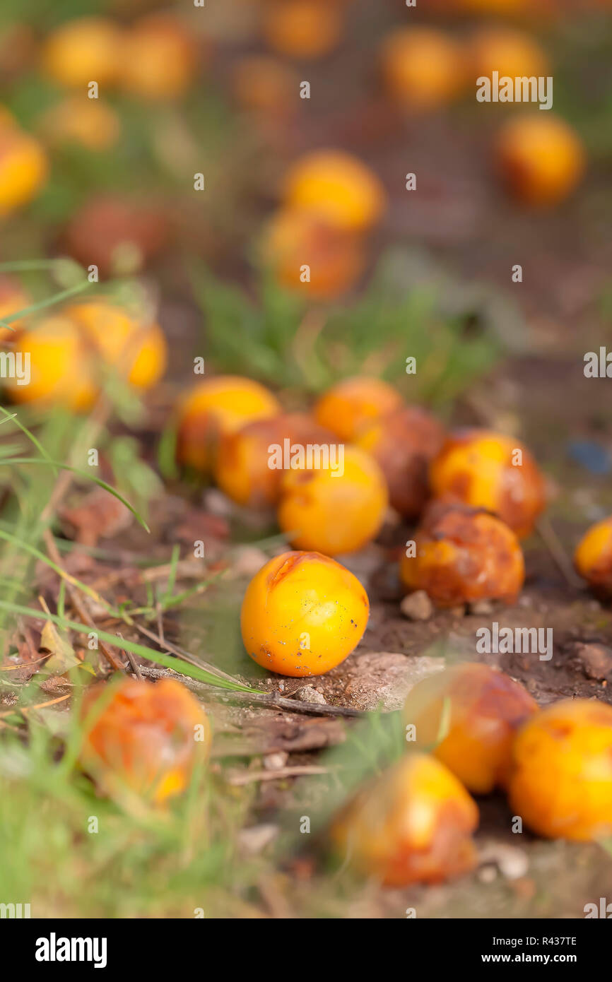 Mirabellenbaum High Resolution Stock Photography and Images - Alamy