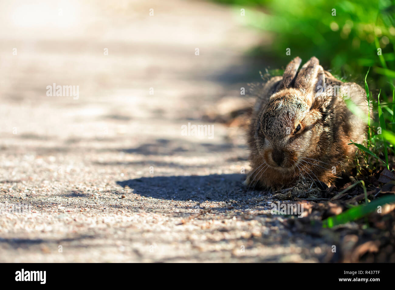 rabbit - young animal on the roadside Stock Photo - Alamy
