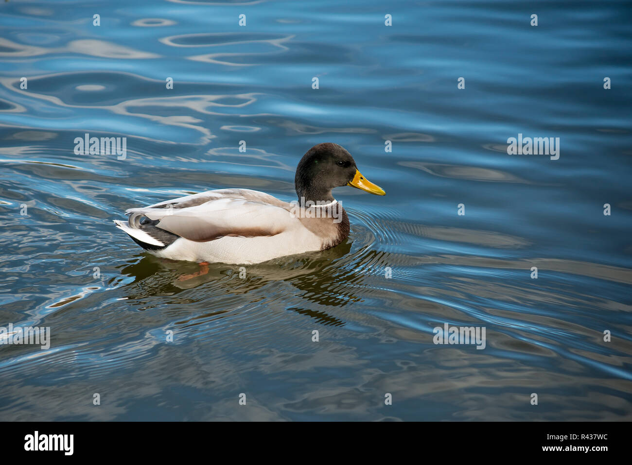 a dark colored drake floats from left to right Stock Photo - Alamy