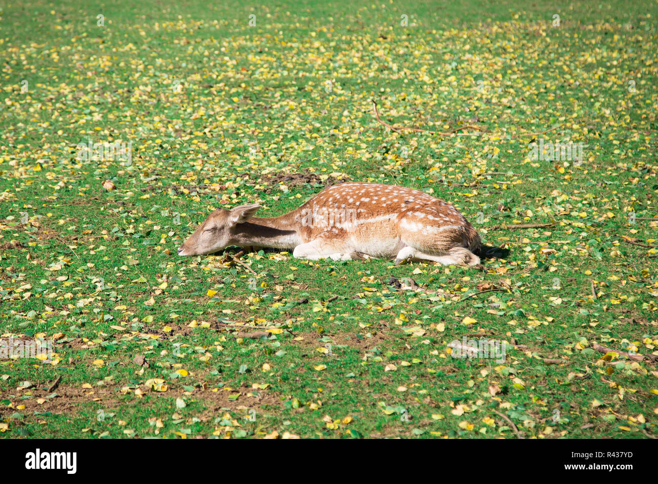 Tired deer hi-res stock photography and images - Alamy