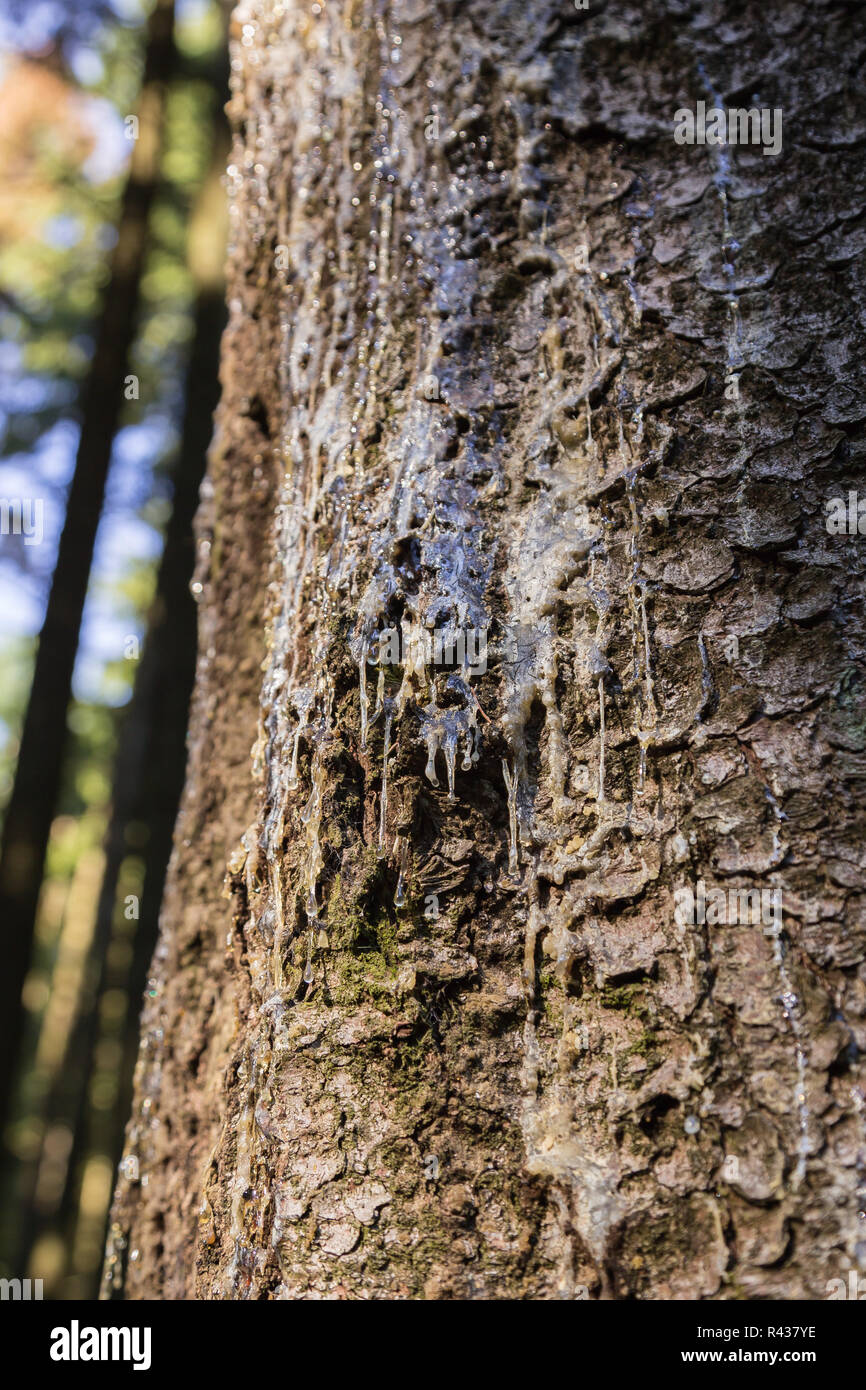 resin on a tree Stock Photo - Alamy